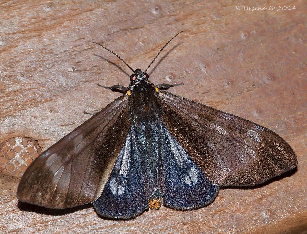 Descubriendo Lepidópteros: Dysschema lucifer ( Butler, 1873 )