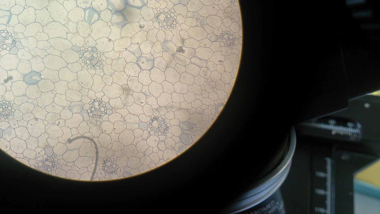 Matriculation Biology: Experiment 3 : Plant Histology