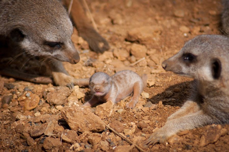 getty images and pictures: 20 Cuteness Overloaded Newborn Animal