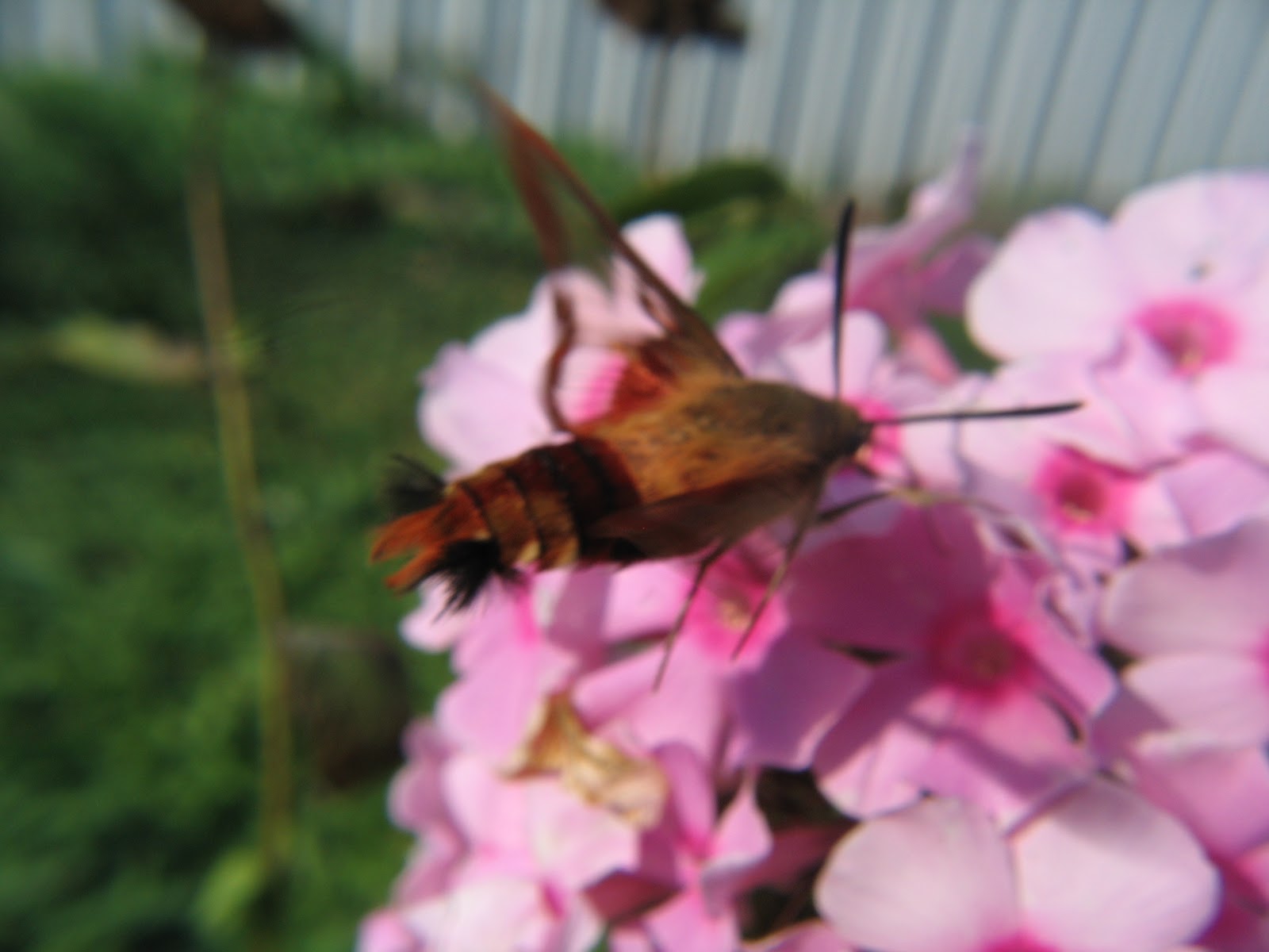 Joe's Garden Journal: Hummingbird Moth