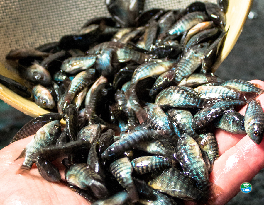 .: Bahia Pesca entrega filhotes de peixes a povos indígenas