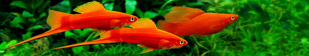 The Beauty of Underwater: Swordtail