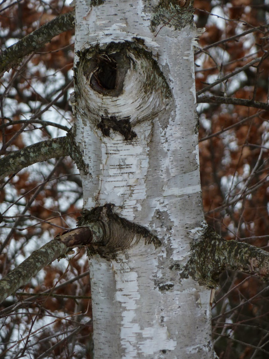 A Wisconsin Nature Journal - Open Your Eyes and Appreciate the World ...