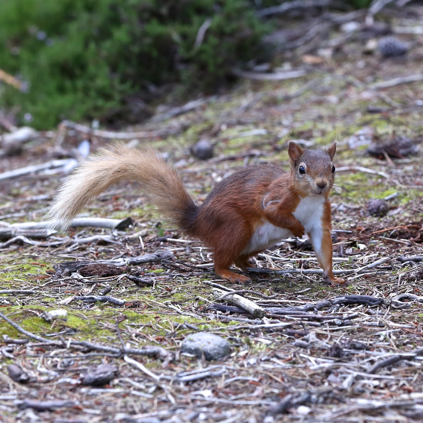 Squirrels In Spain