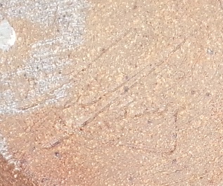 The Rameking: Muir, Lindsay Muir