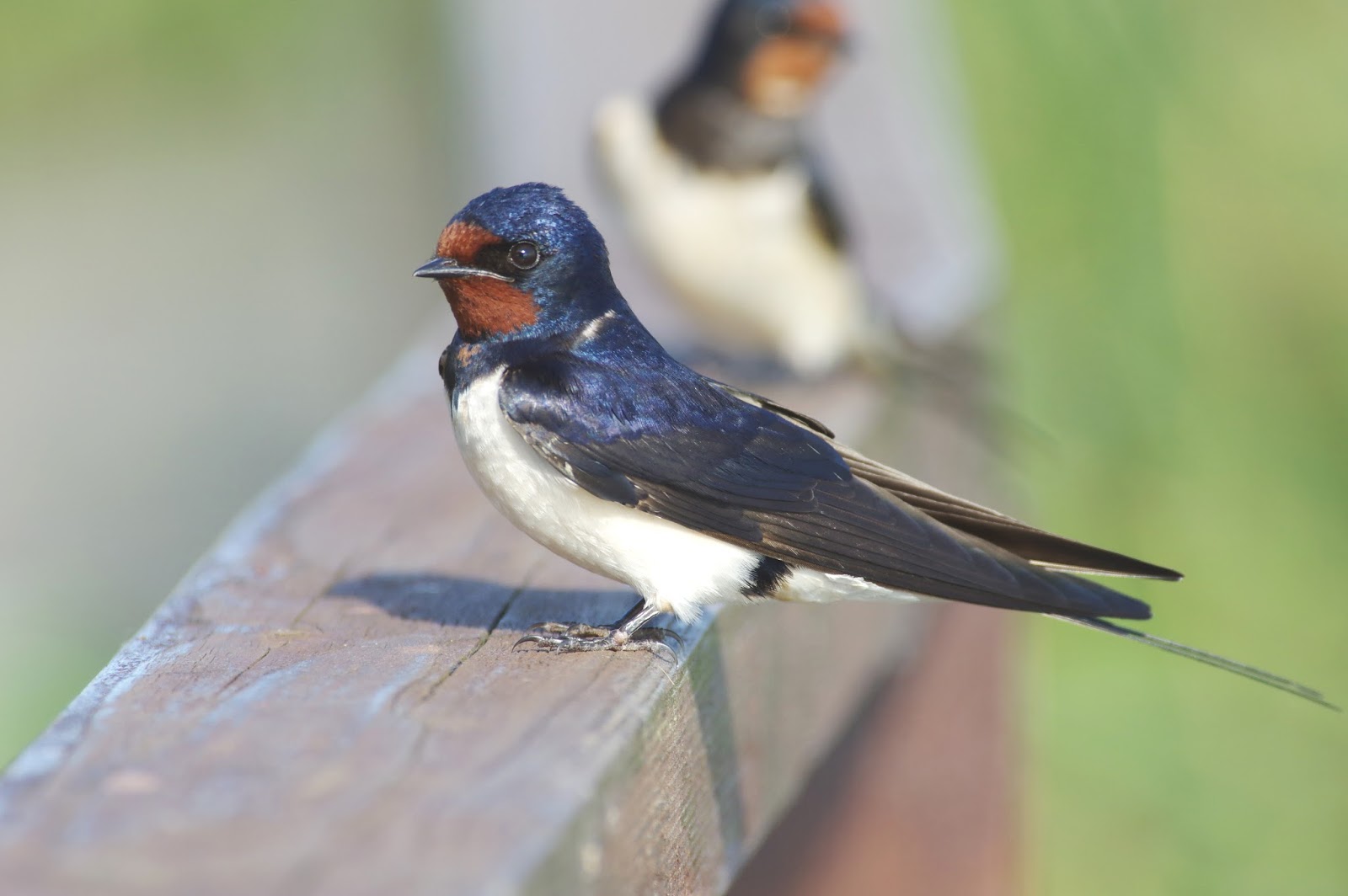 "VÖLGY-HÍD" Természetvédelmi Alapítvány: január 2016