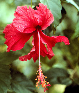 Ciri Khusus Bunga Sepatu [Klasifikasi]