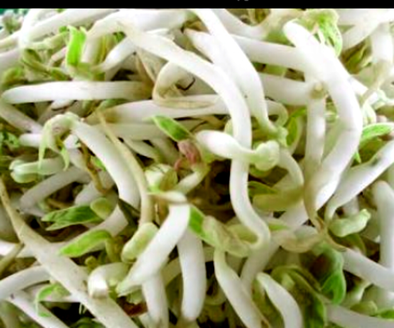 Cara Mudah Membuat Toge Sendiri di Rumah