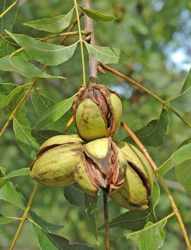Northern Pecans: Mid-season pecan cultivars ripen in late September