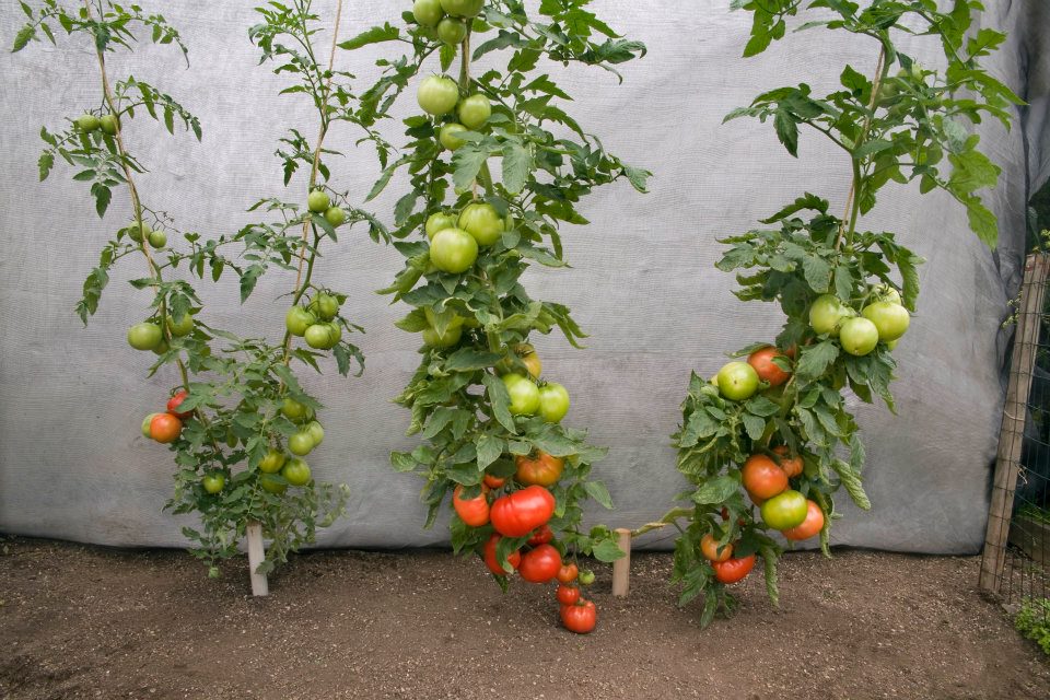 Mighty 'Mato Tomato Tales: 12 Tips on Growing Better Tomato Plants