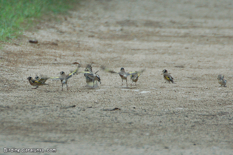 Birding Catalunya: Ocells als Aiguamolls de l'Empordà - 13/10/18