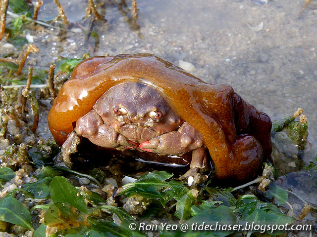 tHE tiDE cHAsER: Sponge Crabs (Phylum Arthropoda: Family Dromiidae) of ...