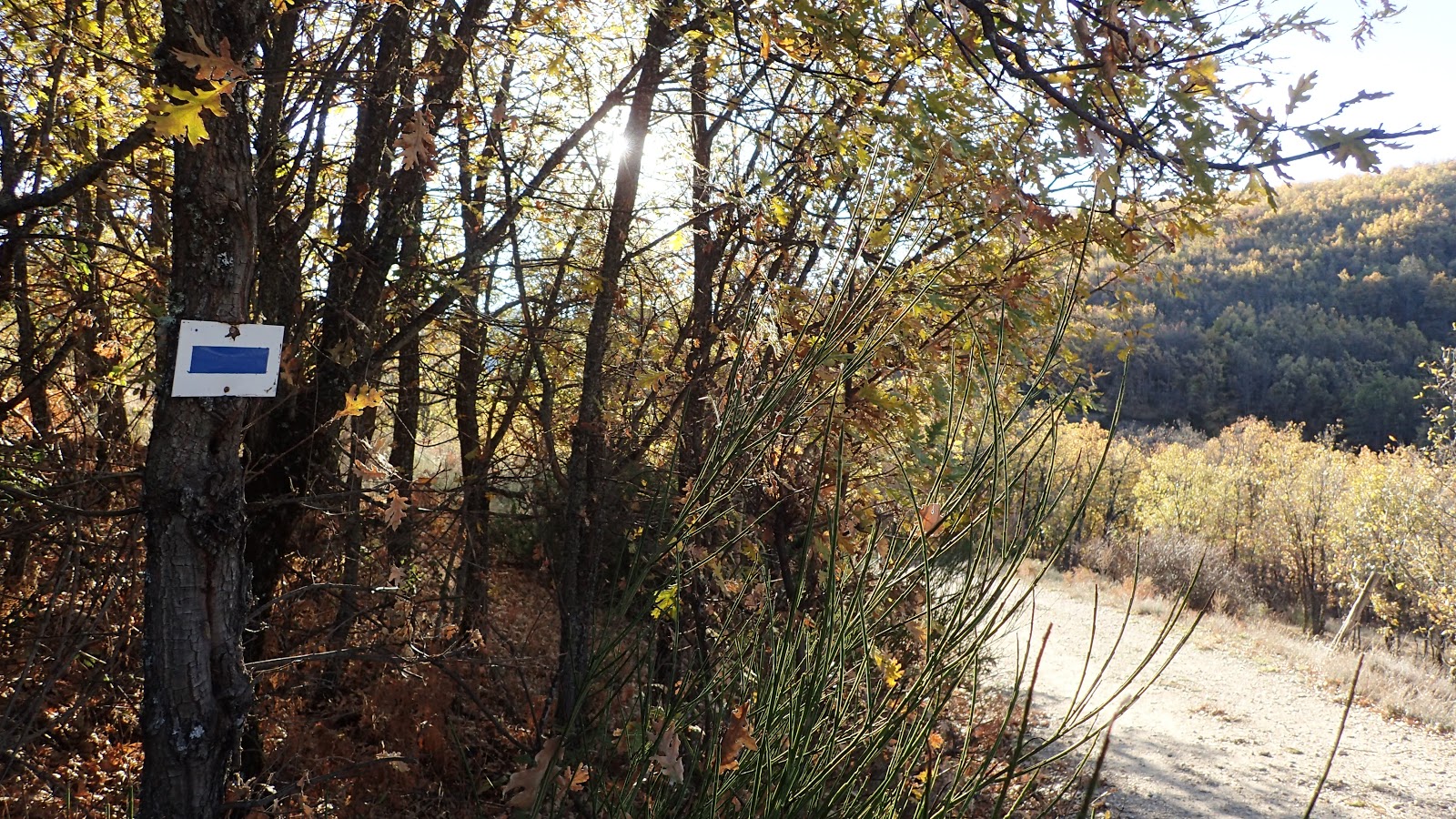 Wikiloc | Ruta Hayedo de la Pedrosa, Riofrío de Riaza