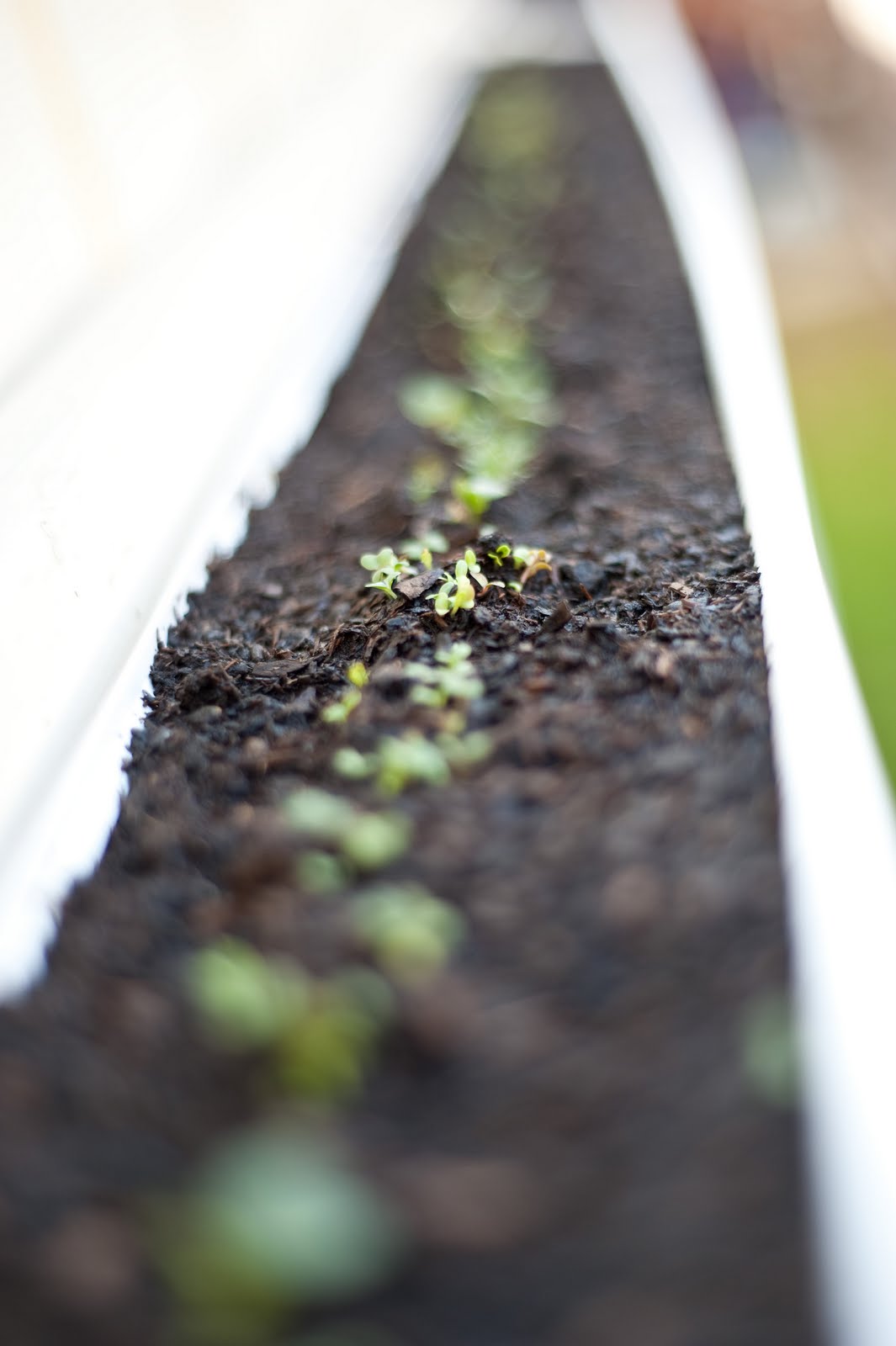 Candra Tinis Photography: Gutter Garden Tutorial