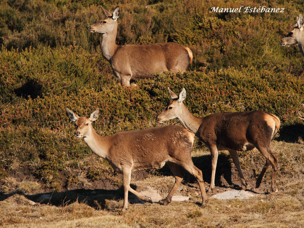 Miradas Cantábricas: Venadas y varetos