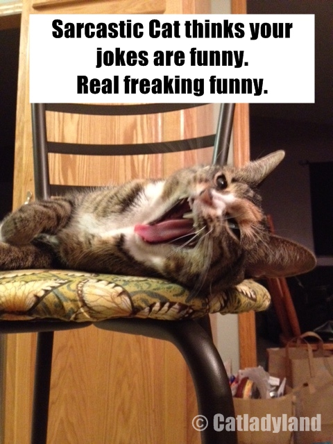 Catladyland: Cats are Funny: Cats are Sarcastic??