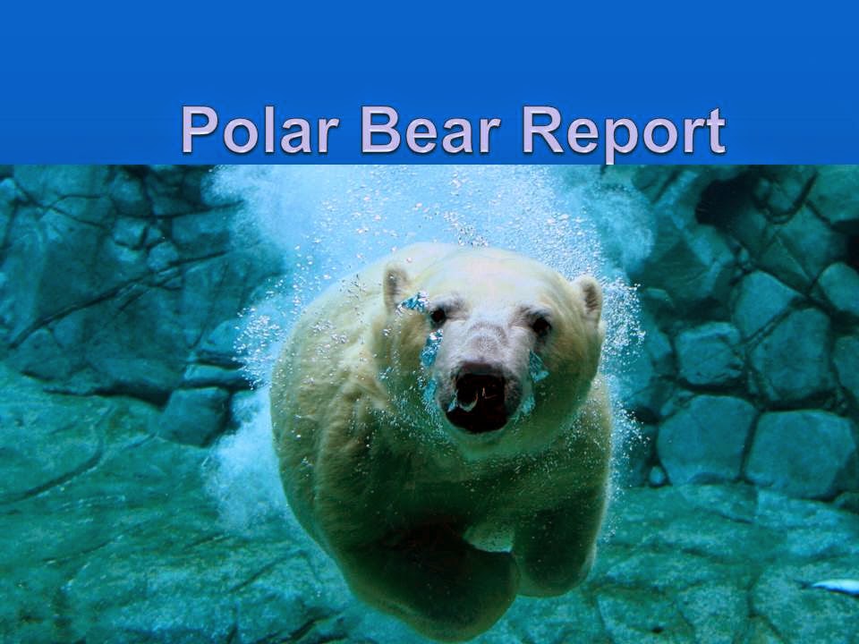 Seabury Pioneers: Bear Reports