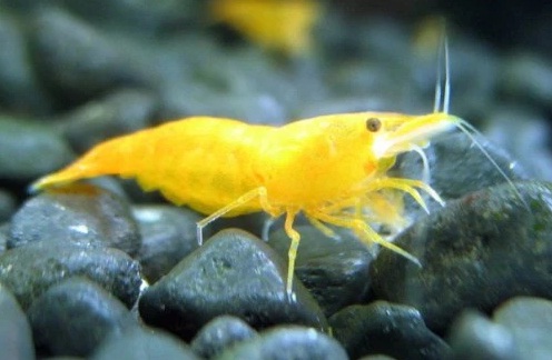 Jual Udang Red Cherry (Neocaridina Denticulata Red)