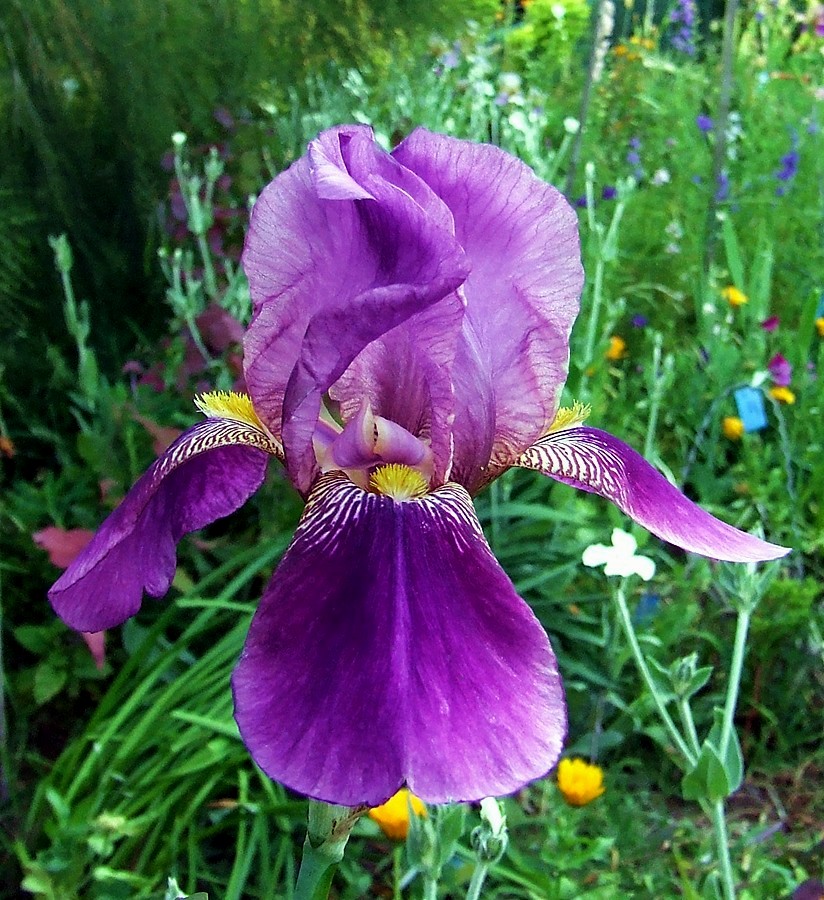 Sir Michael Foster, NOTES ON IRISES ~ HERITAGE IRISES