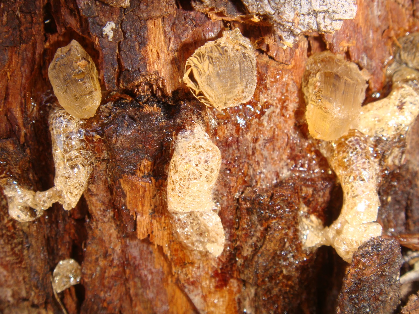 ETHNOBOTANY: EDIBLE MESQUITE SAP & MESQUITE GIRDLER BEETLES