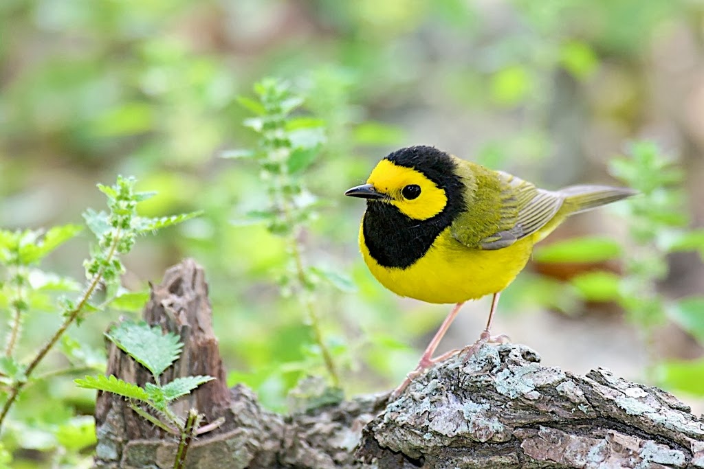 World Beautiful Birds : Hooded Warbler's | Birds Facts & Latest Pictures