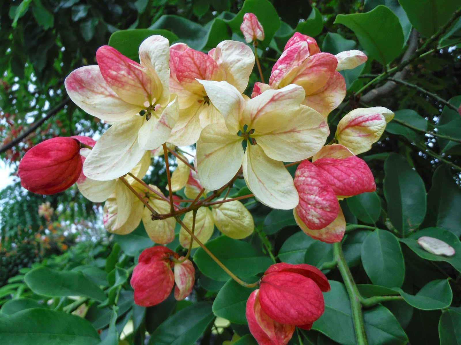Ramirez Family: RAROTONGA, COOK ISLANDS FLORA AND FAUNA