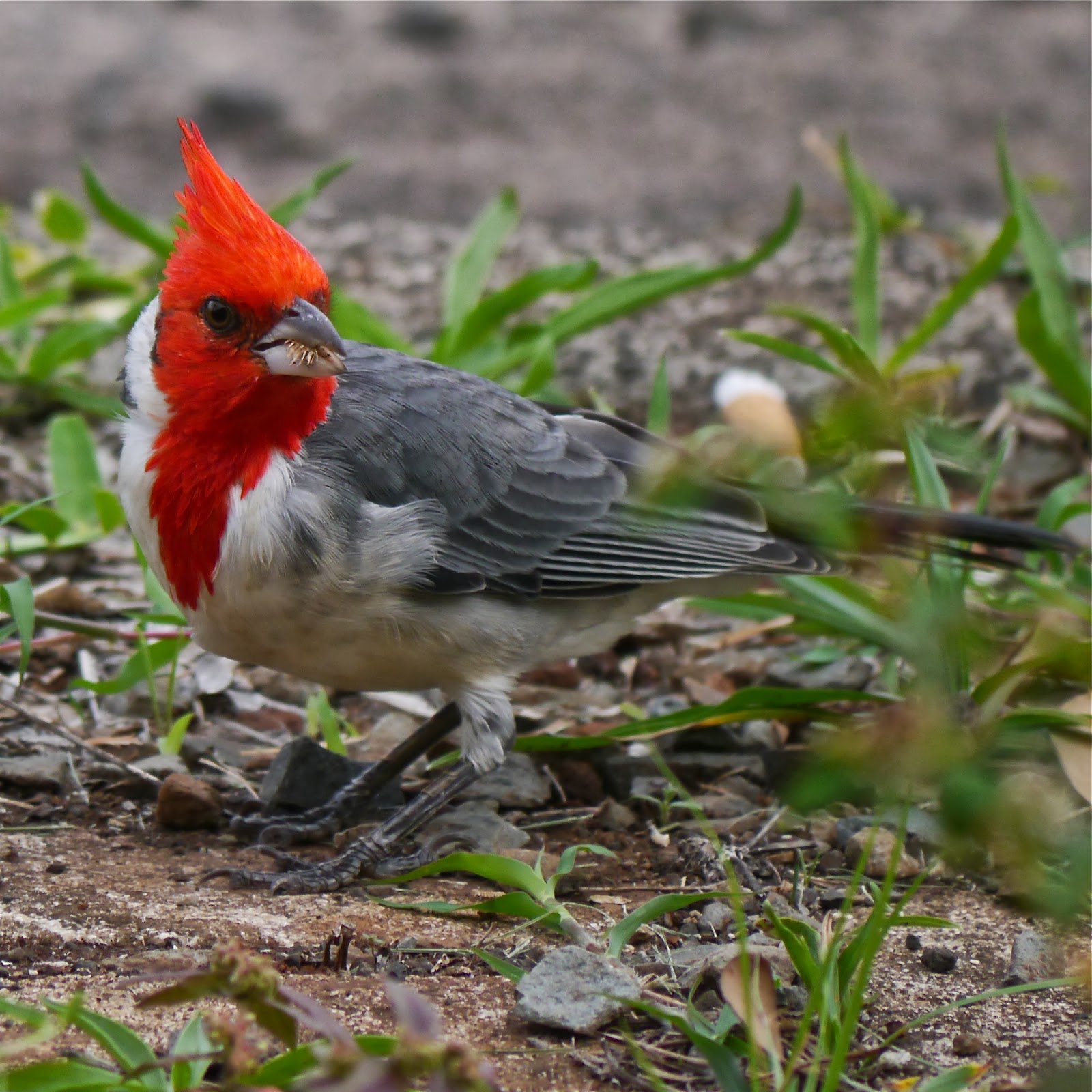 The World According to Mochi: Bird: Brazilian Cardinal 2