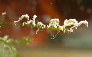 Mama Mermaid's Dwarf Seahorse Paradise