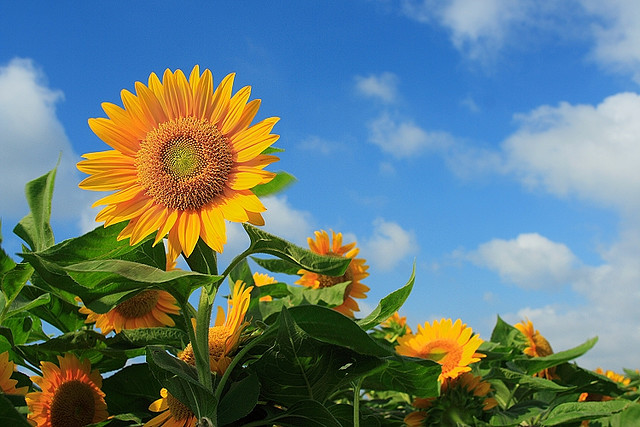 The Strange History of the Sunflower ~ Kuriositas