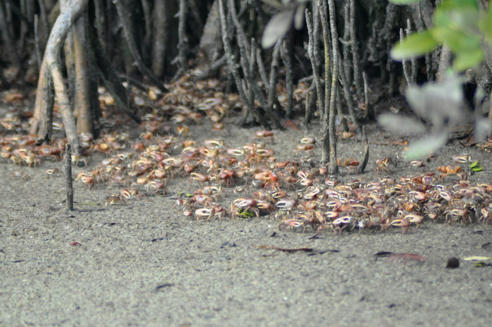 Magnum Arts: Island In The Stream - Three Rookers