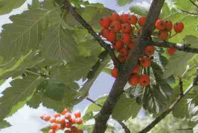 Mukinja – Biljna Ljekarna