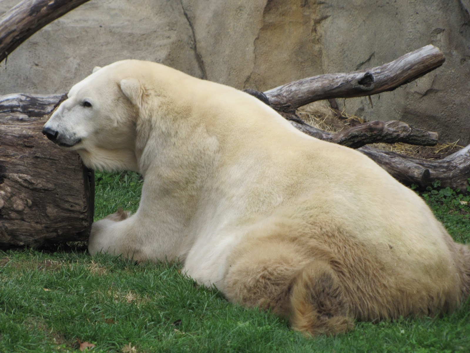 My Polar Bear Friends and Friends of Polar Bears: A fond farewell to ...