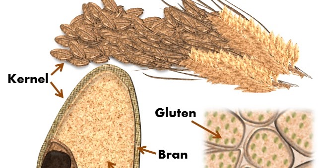 food tips and health related article: What is Gluten?