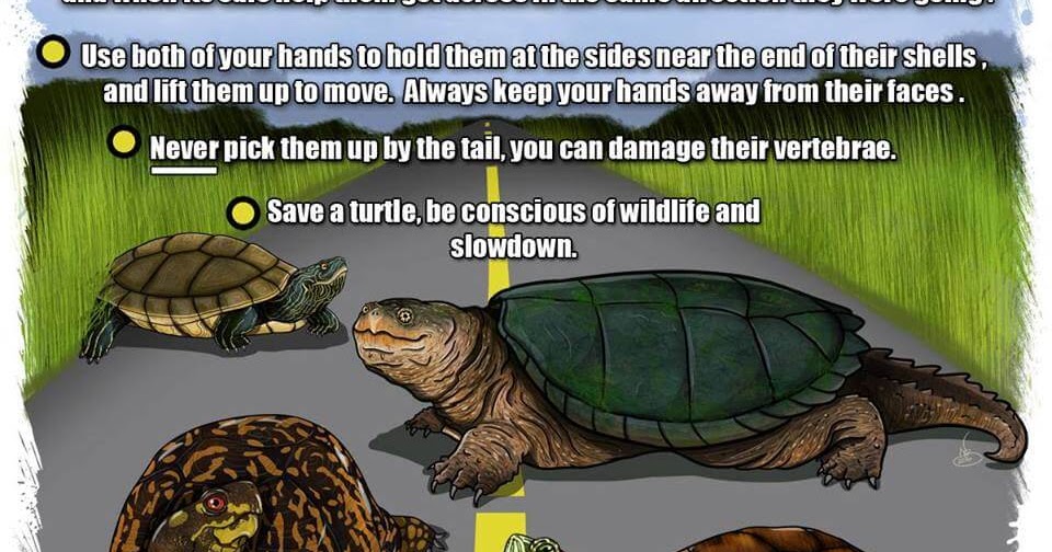 Storytelling + Research = LoiS: Babbitt - 2 Turtle tales (Keeping the ...