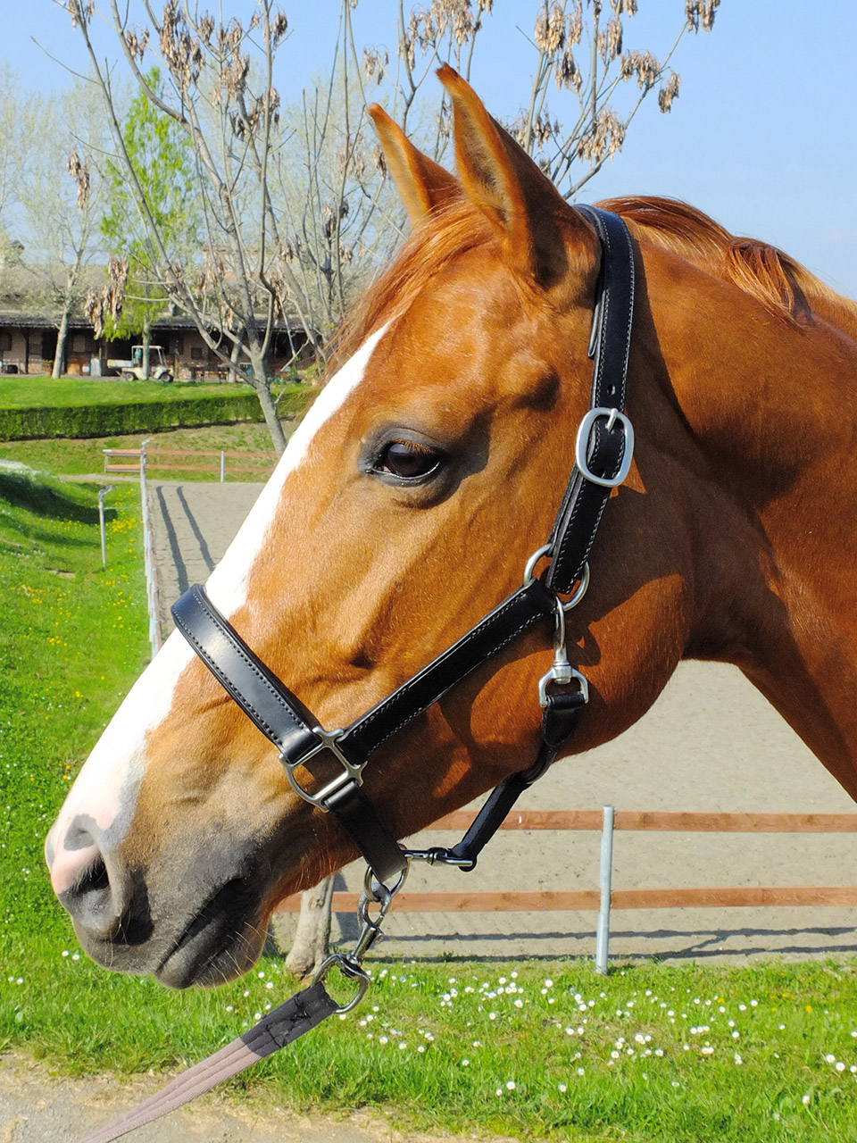 Capezza in cuoio nero