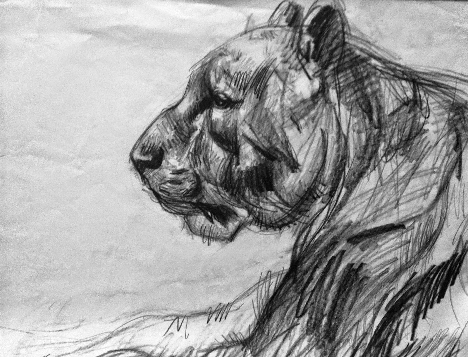 s k e t c h . b o o k: animal sketches