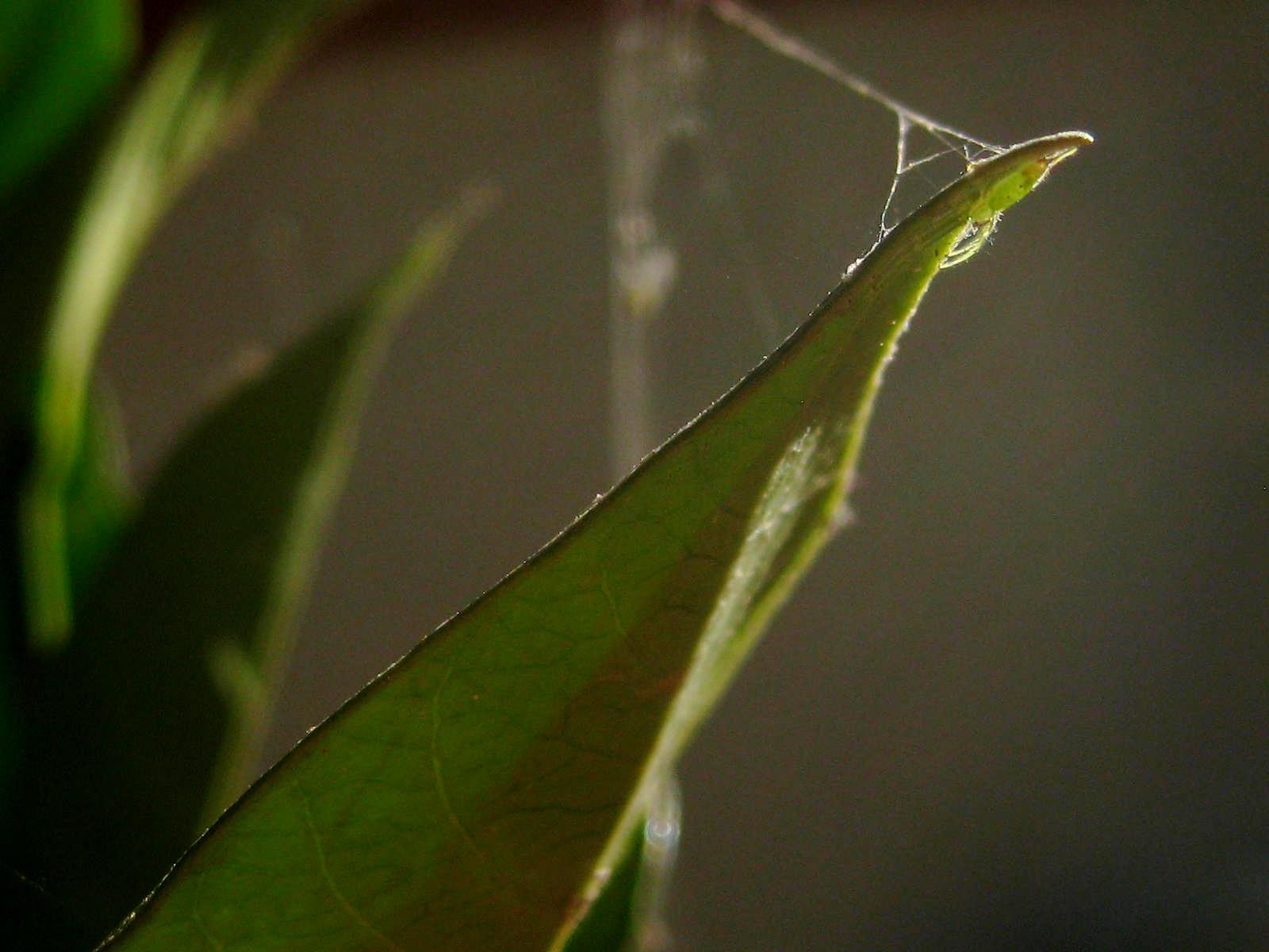 awakening dhamma: dhamma salila