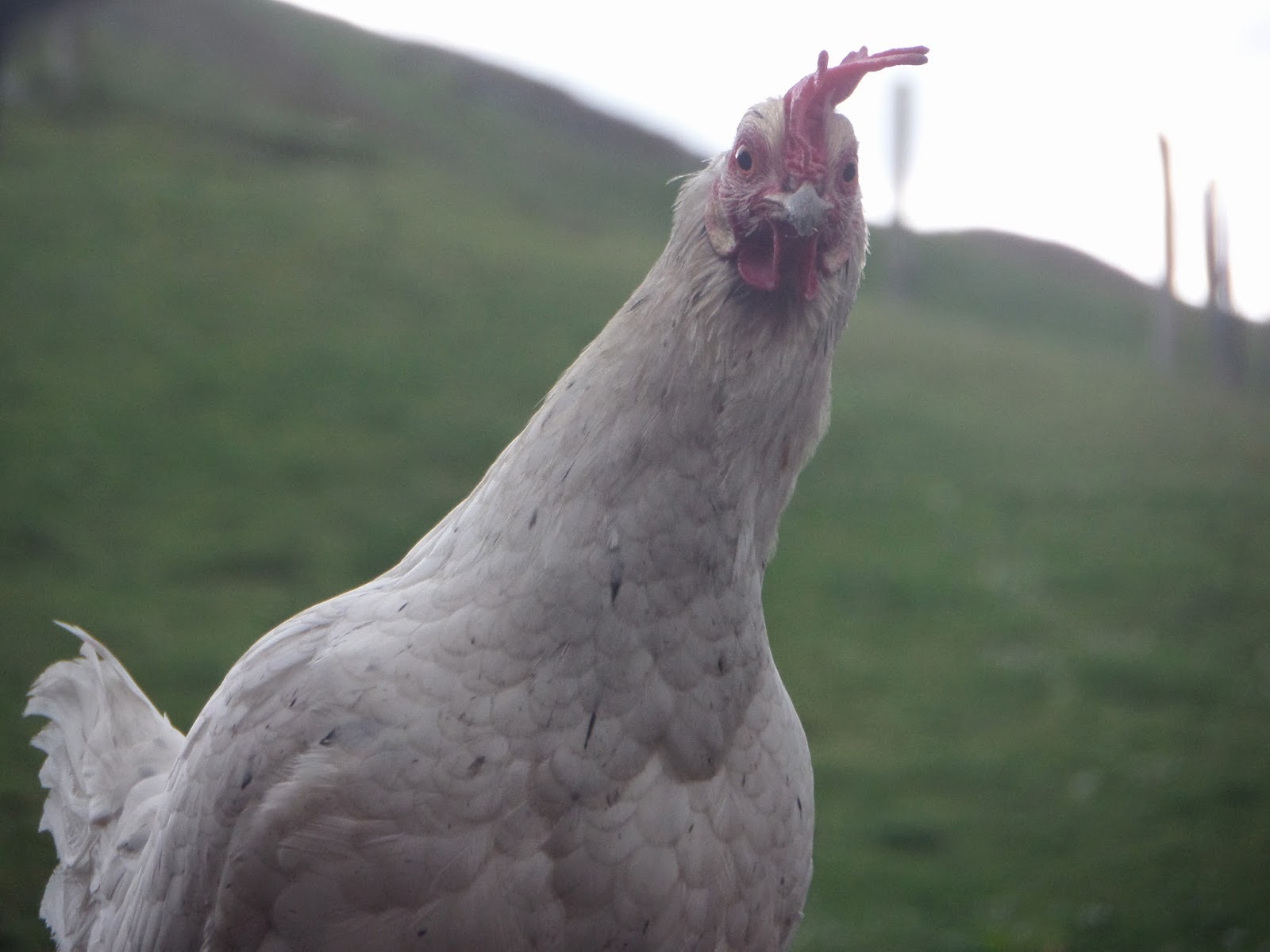 Clutter-Chaos Aaron&co: Suzie The Naughty Chicken