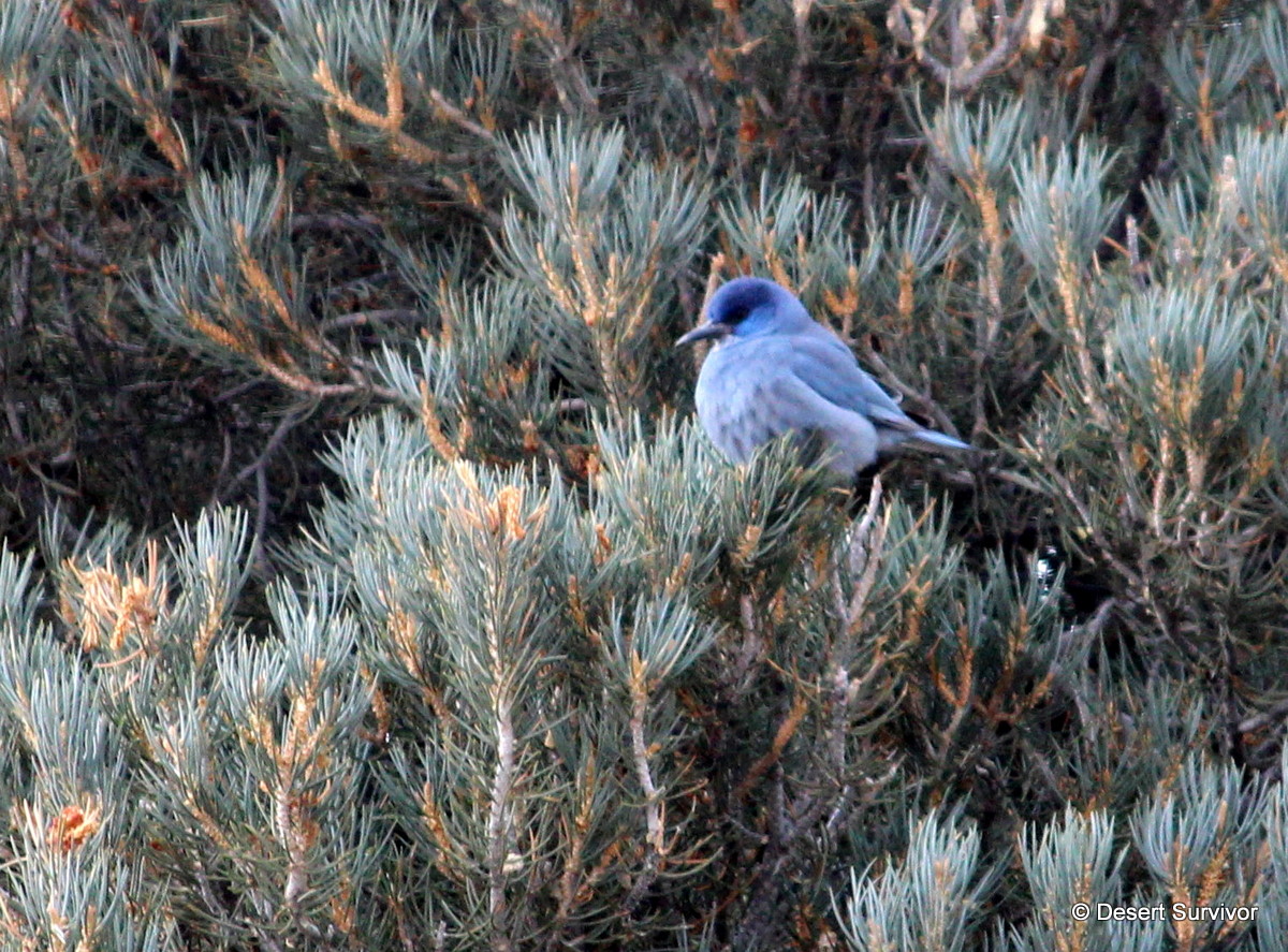 Desert Survivor: Pinyon Jays