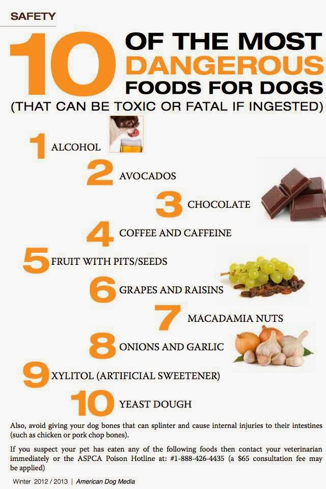 Lgstarr 10 Most Dangerous Foods For Dogs lgstarr-10-most-dangerous-foods-for-dogs