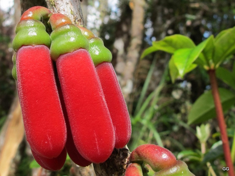 Nature Wonders Gershonized: Papua New Guinea Plants and Insects 9_2011