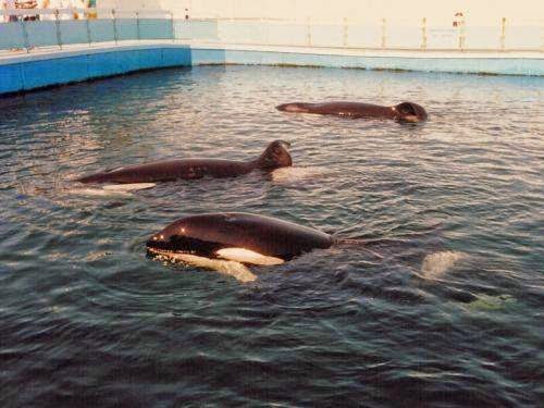 Captive Cetaceans Tragically Sad: Tilikum - the importance of a ...