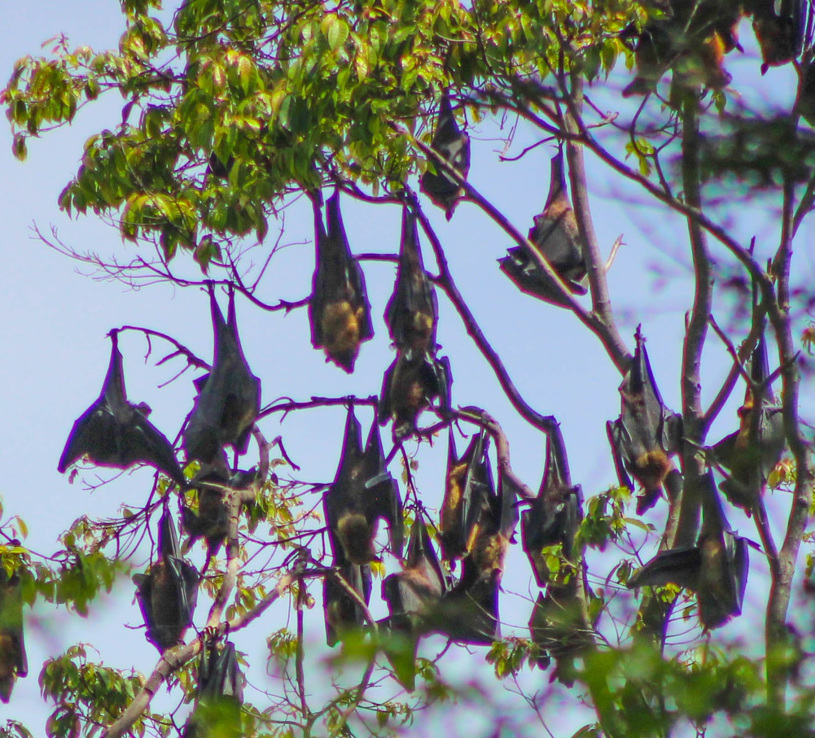 Cannundrums: Indian Flying Fox