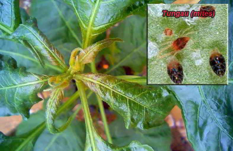 Pengendalian hama tanaman cabai