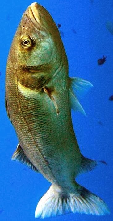 Les délices du Maroc: Poissons & Crustacés