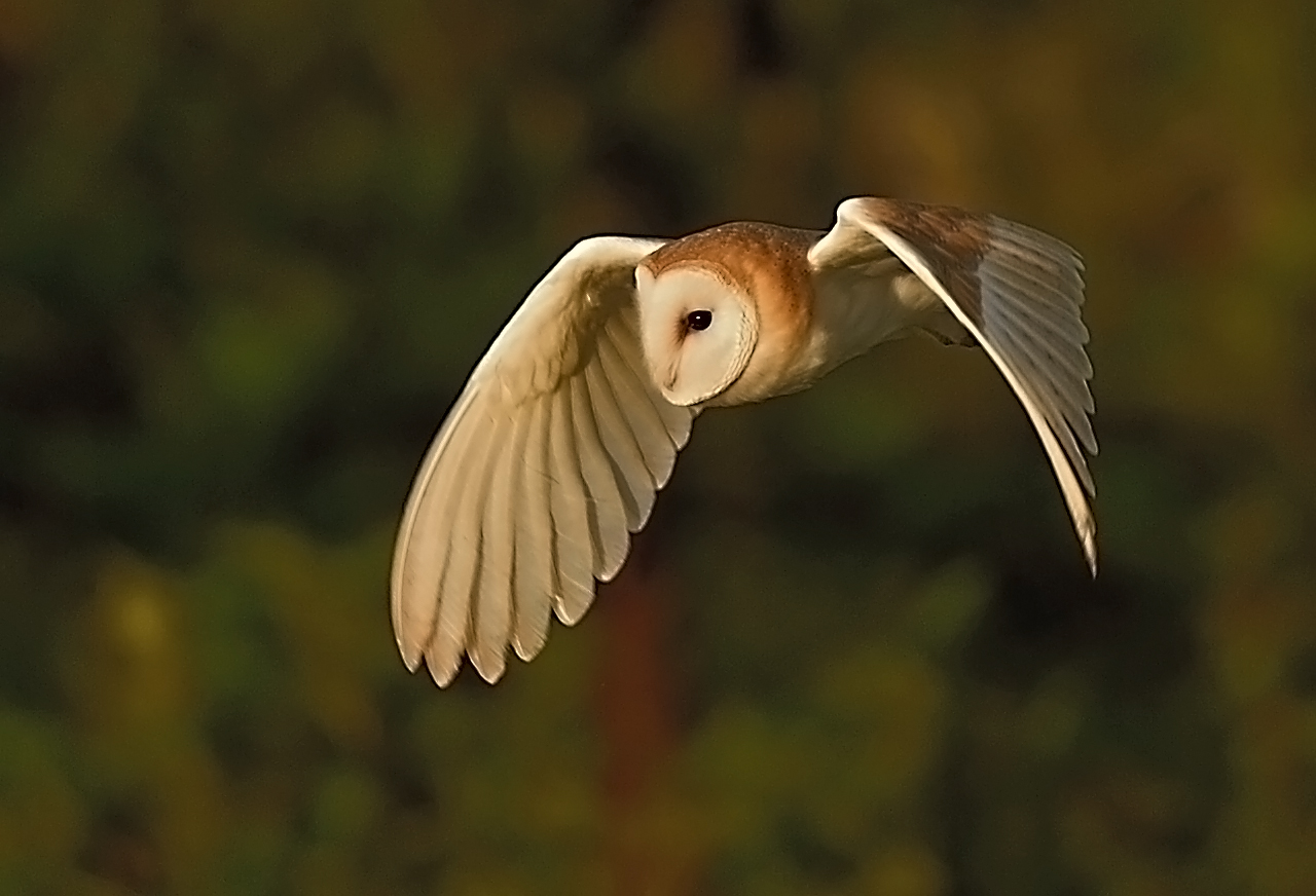Alan James Photography : Barn Owls hunting
