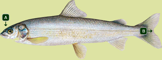 Fishing In Canada: Sport Fish