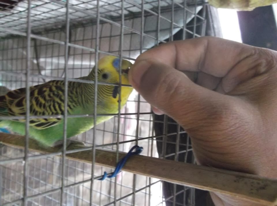 Budgies,Budgerigar,Badrika Pet Bird in Kolkata: Photoshoot of Maddy
