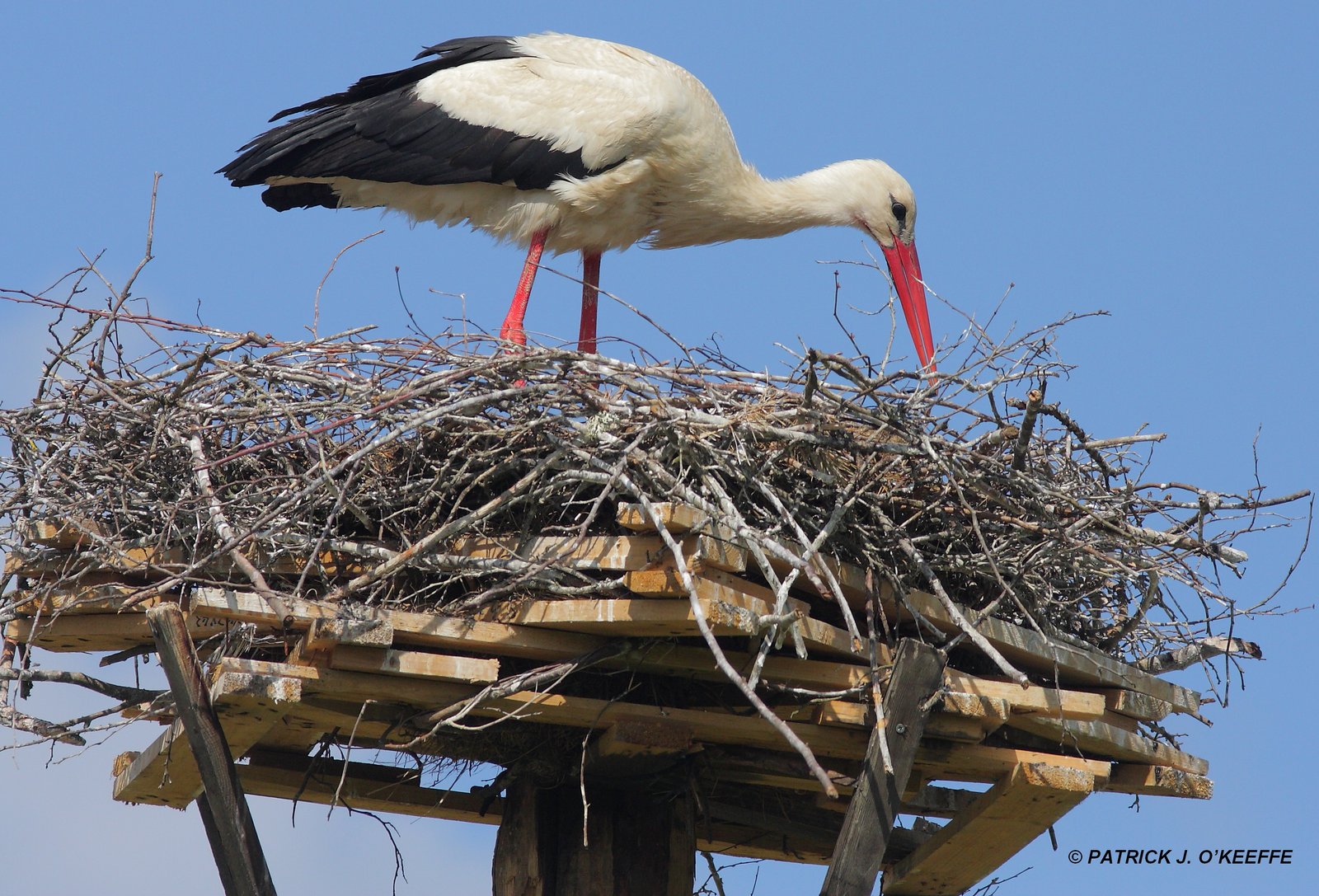 Raw Birds: WHITE STORK (Ciconia ciconia) Białowieski Park Narodowy ...