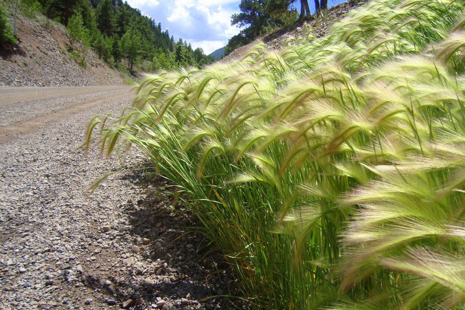 Thick and Thin : Tickle Weed